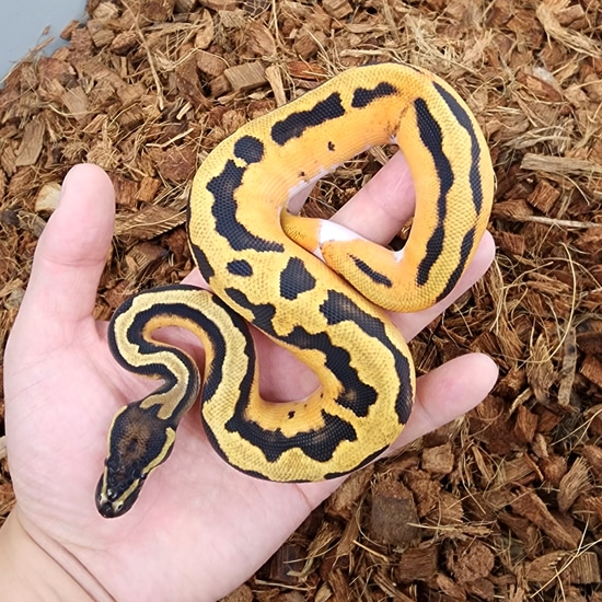 Super Od Pied Ball Python by Bobs Balls