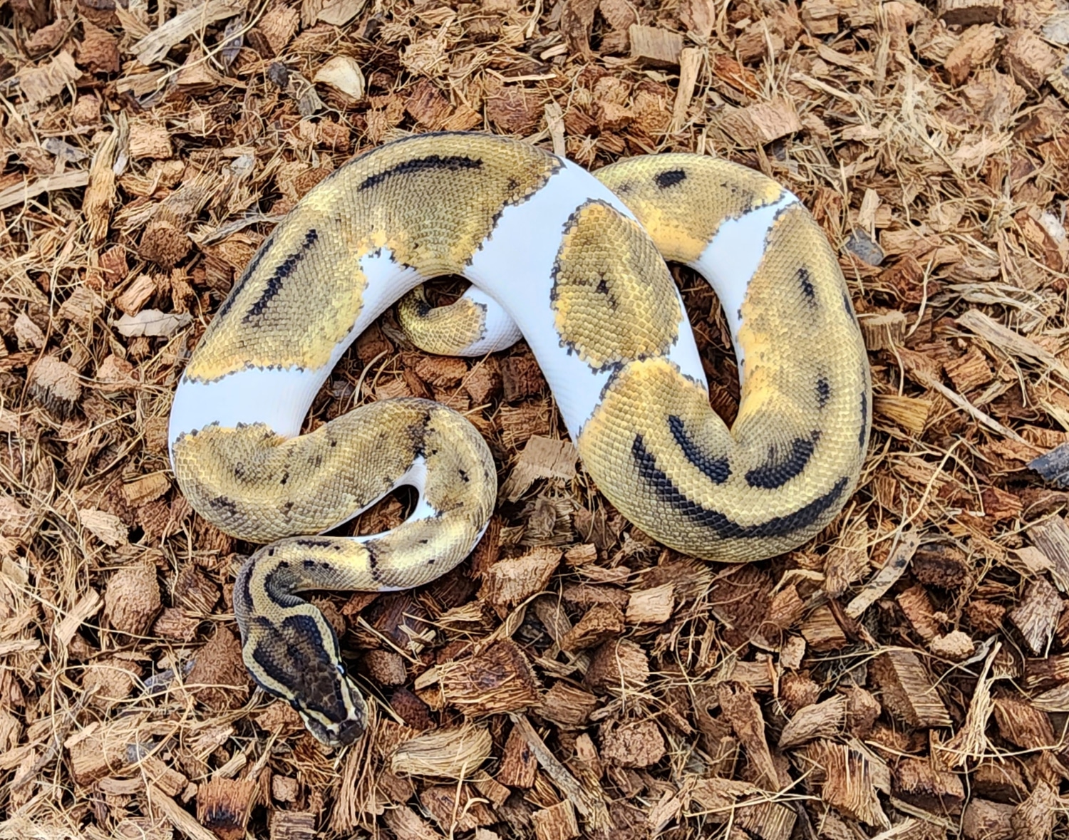 Od Mahogany Pied Ball Python by Bobs Balls - MorphMarket