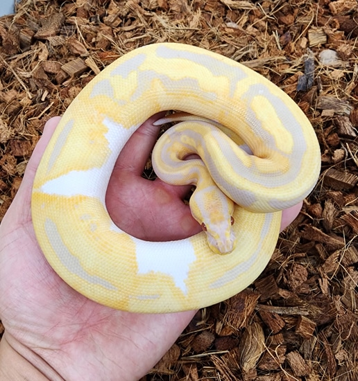 Candino Pied Ball Python by Bobs Balls