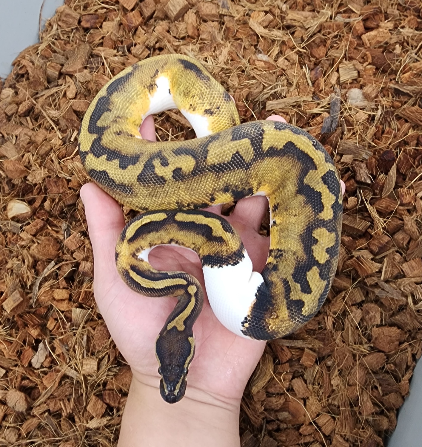 Blackhead Redgene Pied Ball Python by Bobs Balls - MorphMarket