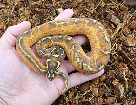 Cinny Enchi Freeway Ball Python by Bobs Balls