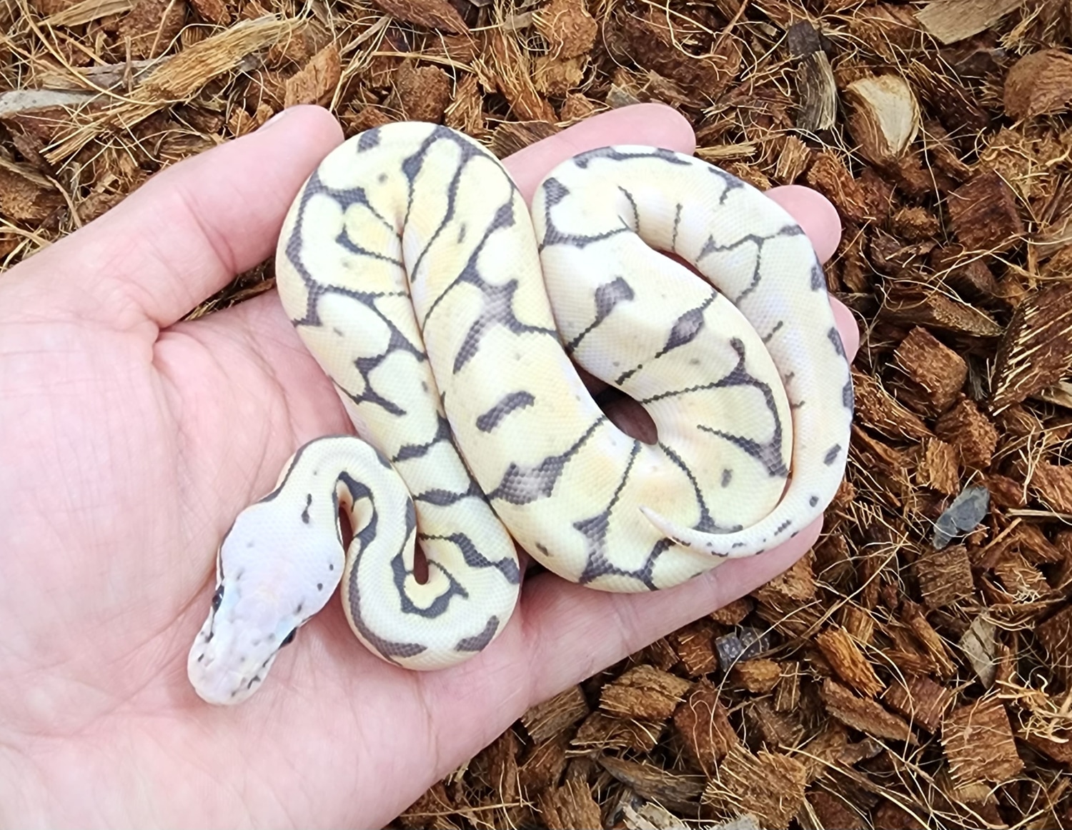 Bumble Bee Dg 66% Ph Vpi Axanthic Ball Python by Bobs Balls - MorphMarket