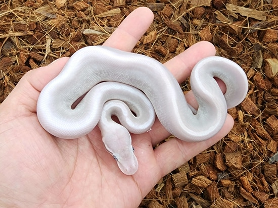 Pastel Ghi Mystic Potion Ball Python by Bobs Balls