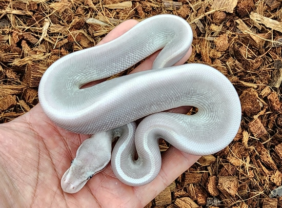 Pastel Ghi Mystic Potion Ball Python by Bobs Balls