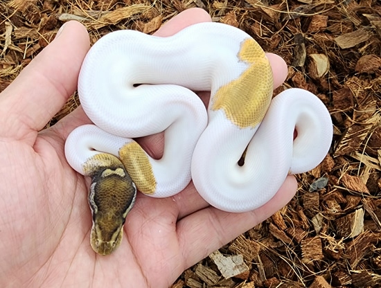 Od Blackhead Mojave Pied Ball Python by Bobs Balls