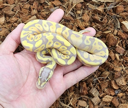 Black Pastel Redstripe Dg Clown Ball Python by Bobs Balls - MorphMarket