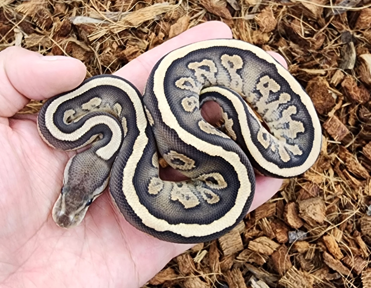 Cinny Redstripe Fire Yb Ball Python by Bobs Balls - MorphMarket