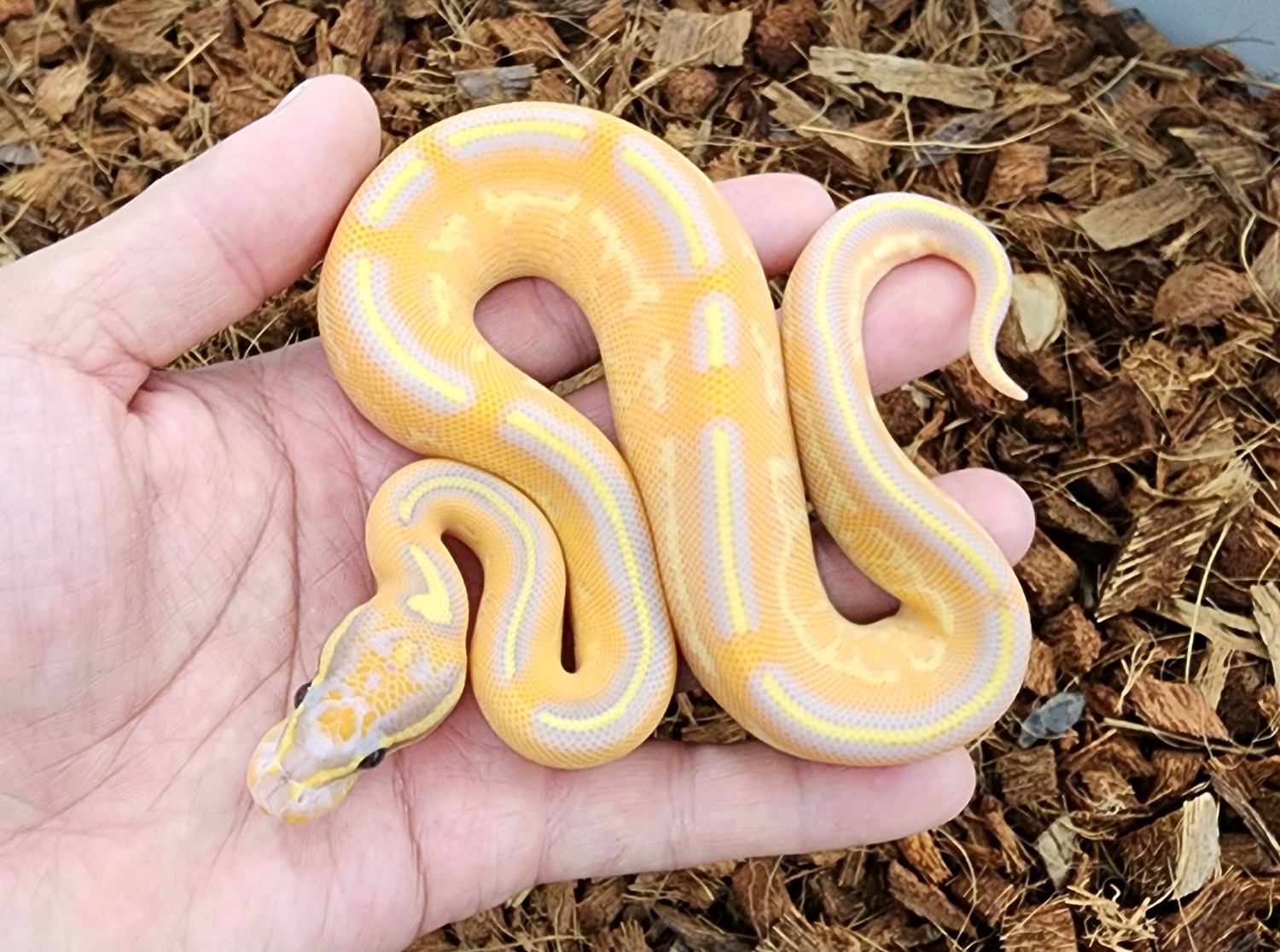 Banana Freeway Ball Python by Bobs Balls - MorphMarket