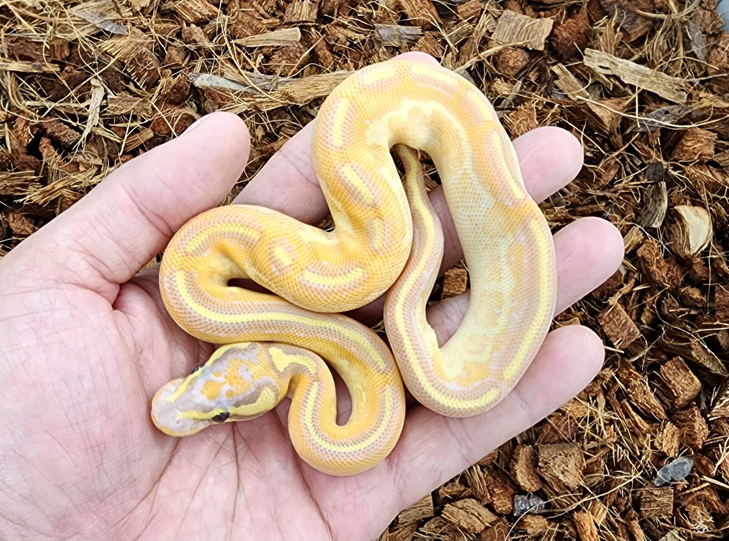 Enchi Banana Freeway Ball Python by Bobs Balls - MorphMarket