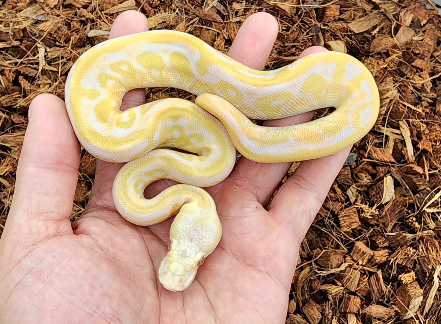 Pastel Leopard Albino Ball Python by Bobs Balls - MorphMarket