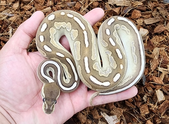 Lesser Cinny Calico Yb Ball Python by Bobs Balls
