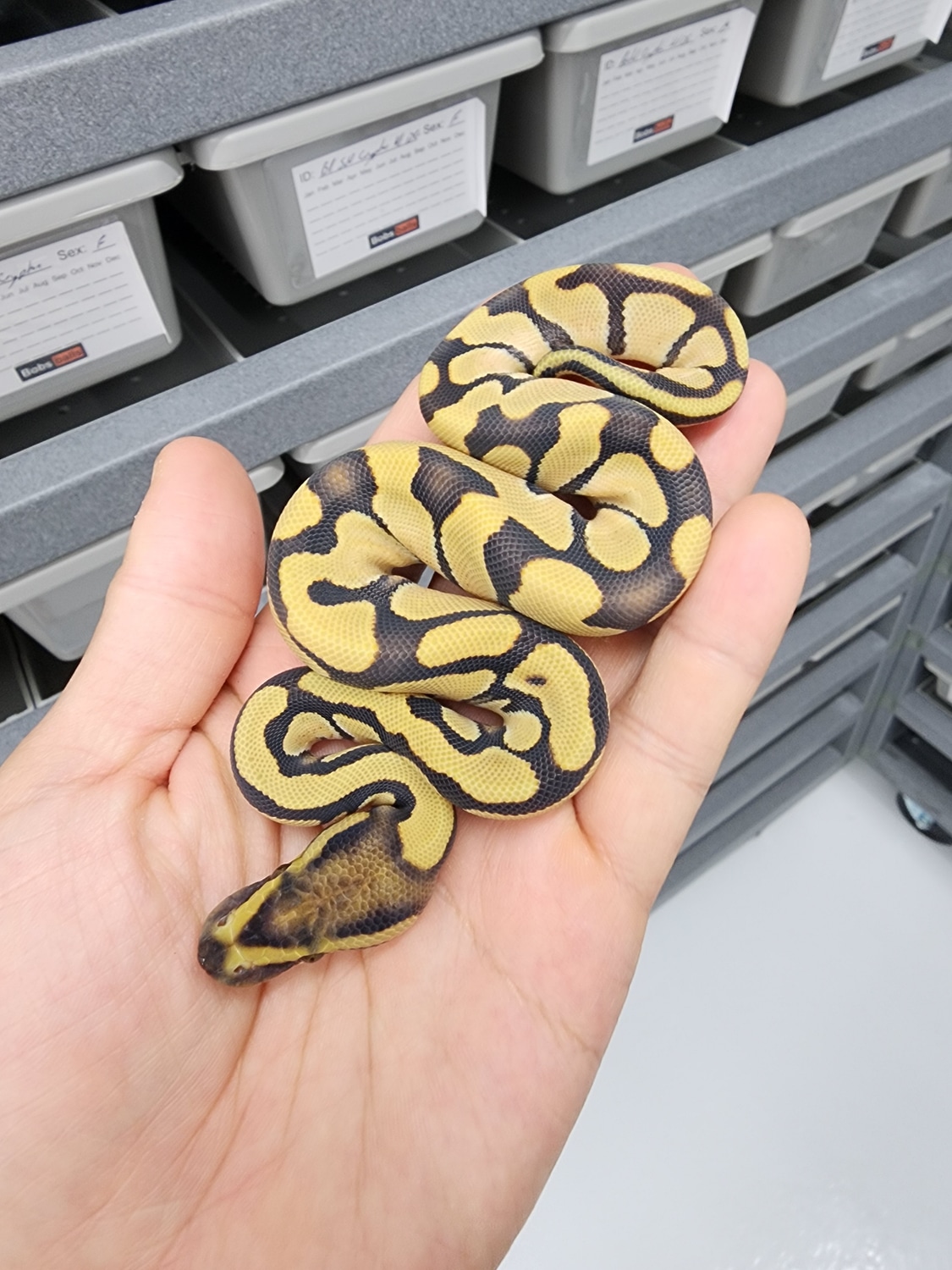 Enchi Dg 50% Ph Clown Ball Python by Bobs Balls - MorphMarket