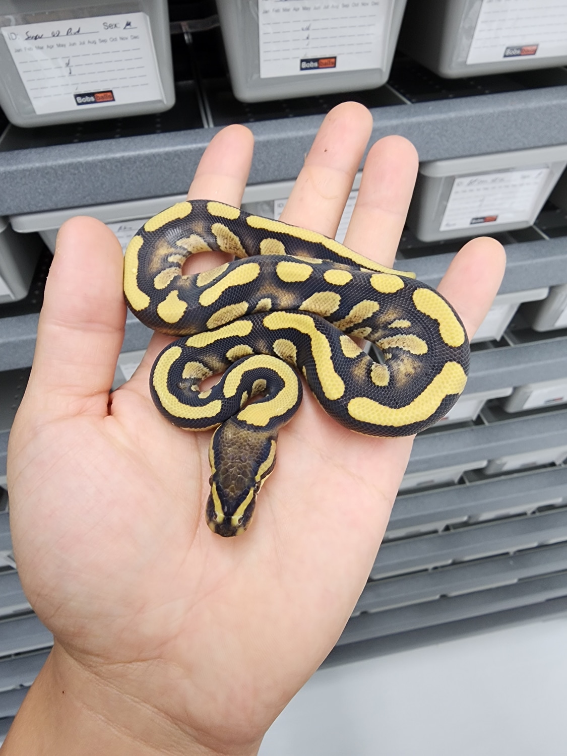 Enchi Stranger Dg 50% Ph Clown Ball Python by Bobs Balls - MorphMarket