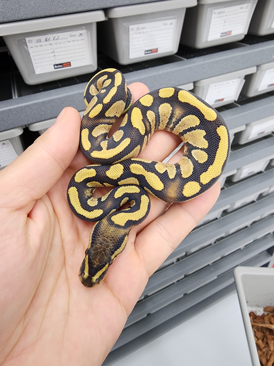 Bobs Balls's Collection - MorphMarket