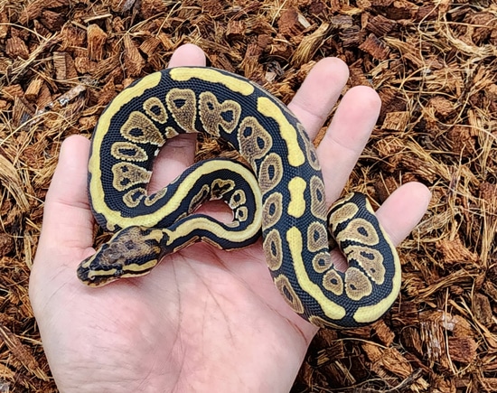 Cypress Spotnose Het Dg 66% Ph Hypo Ball Python by Bobs Balls
