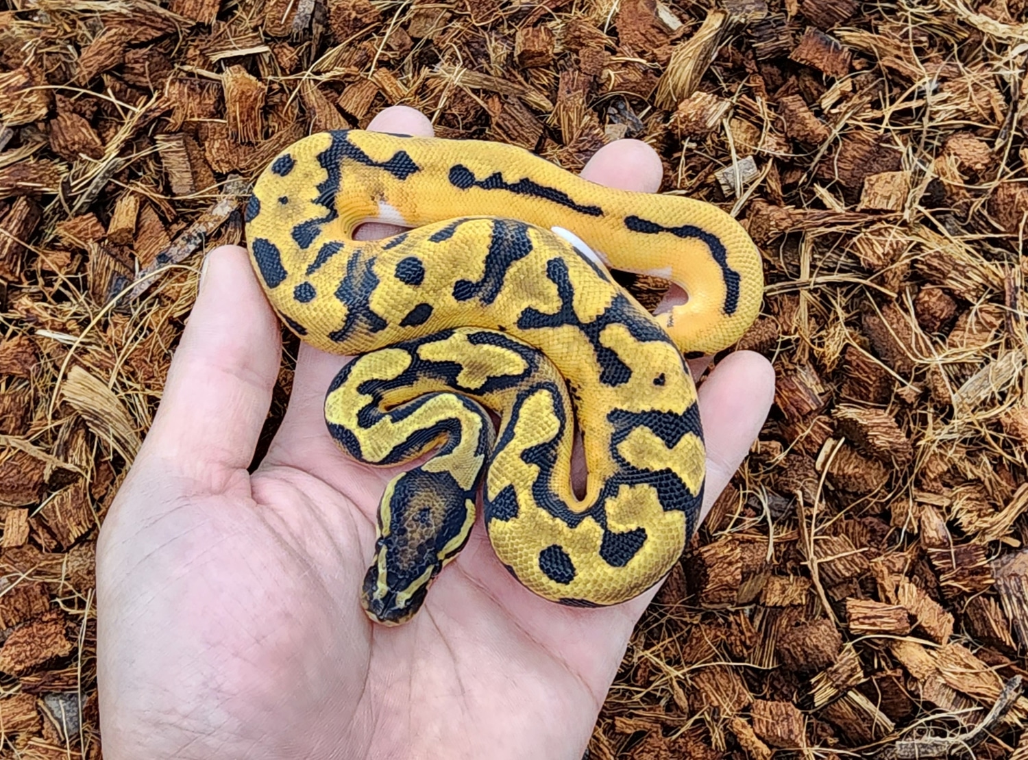 Blackhead Od Pied Ball Python by Bobs Balls - MorphMarket