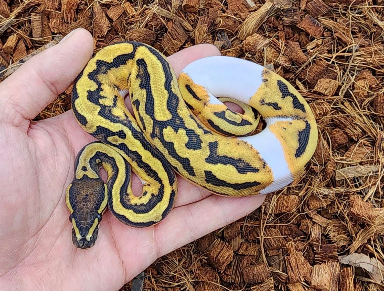 Pied Het Lavender Albino Ball Python by Bobs Balls - MorphMarket