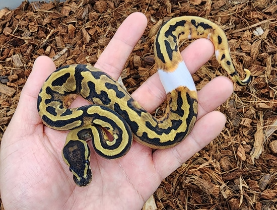 Enchi Pied Ball Python by Bobs Balls