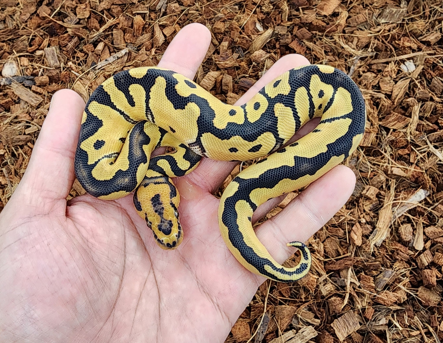 Desert Ghost Clown Ball Python by Bobs Balls - MorphMarket