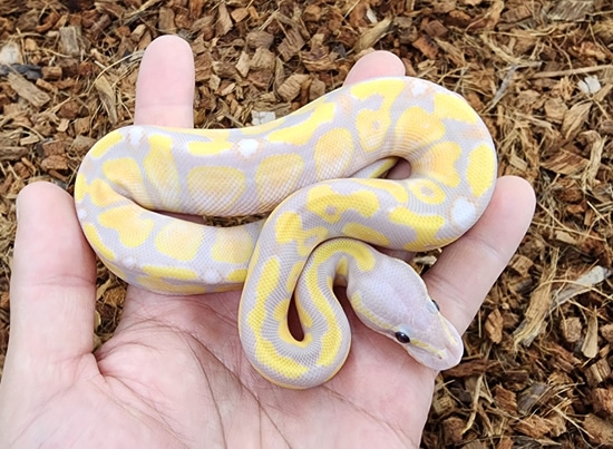 Super Banana Yb Ball Python by Bobs Balls