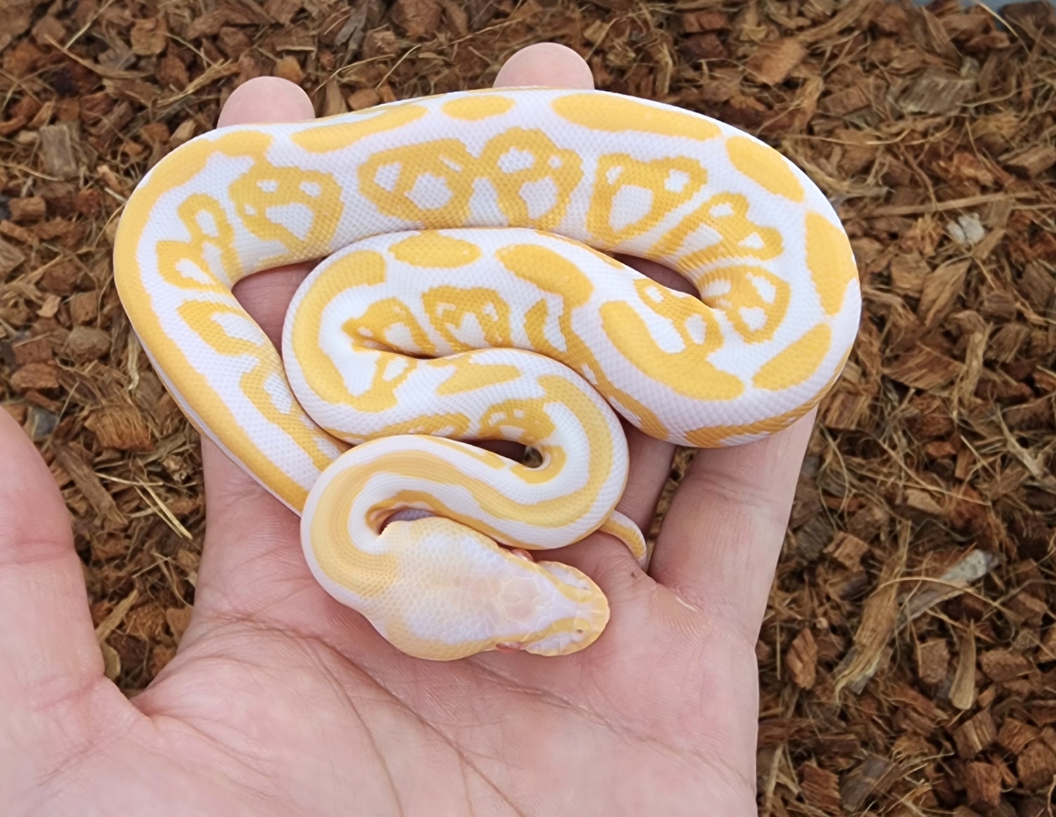 Black Pastel Leopard Albino Ball Python by Bobs Balls - MorphMarket