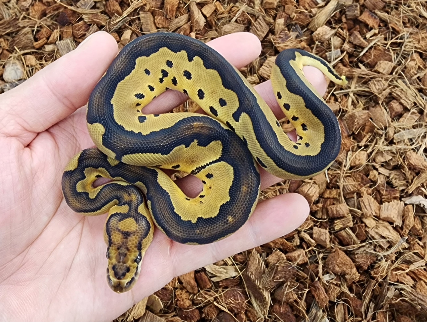 Redstripe Clown Ball Python by Bobs Balls - MorphMarket