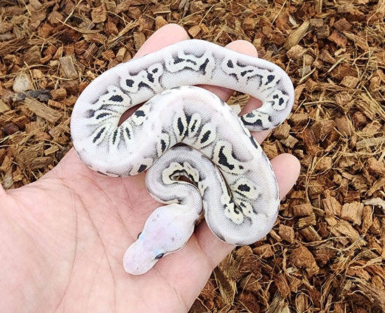 Pewter Dg Crypton Ball Python by Bobs Balls