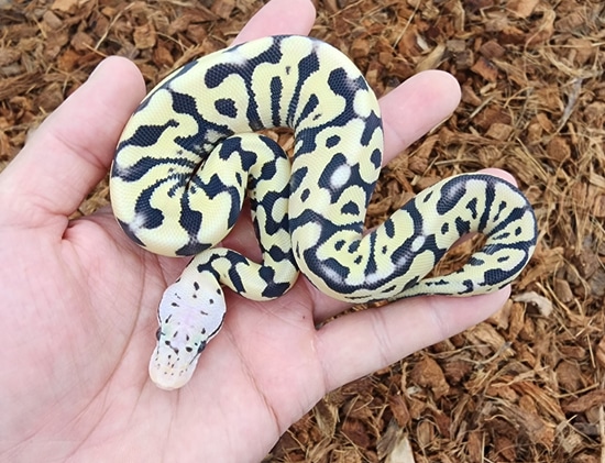 Pastel Spotnose Dg Crypton Ball Python by Bobs Balls