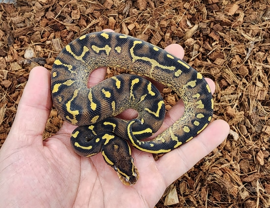 Super Gravel Ball Python by Bobs Balls