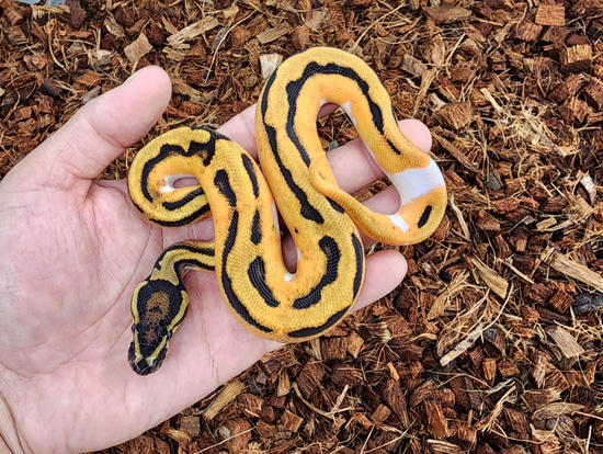 Super Od Pied Ball Python by Bobs Balls