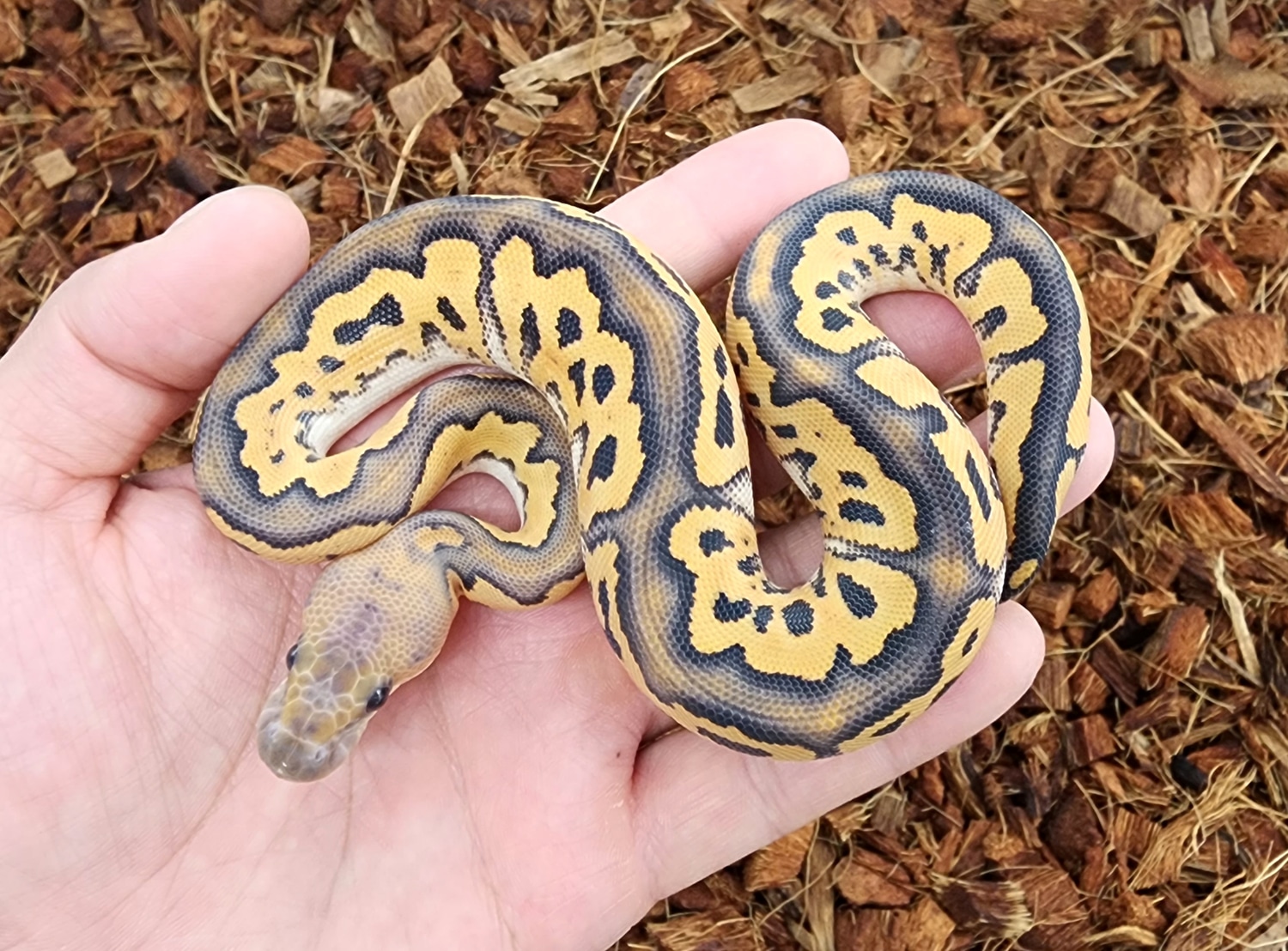 Black Pastel Redstripe Dg Clown Ball Python by Bobs Balls - MorphMarket