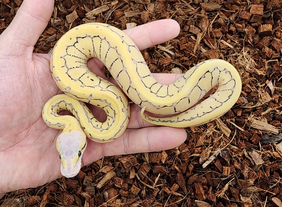 Lemonblast Yb Dg Het Cryptic Ball Python by Bobs Balls