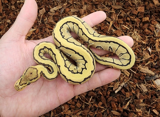 Pinstripe Yb Dg Cryptic Ball Python by Bobs Balls