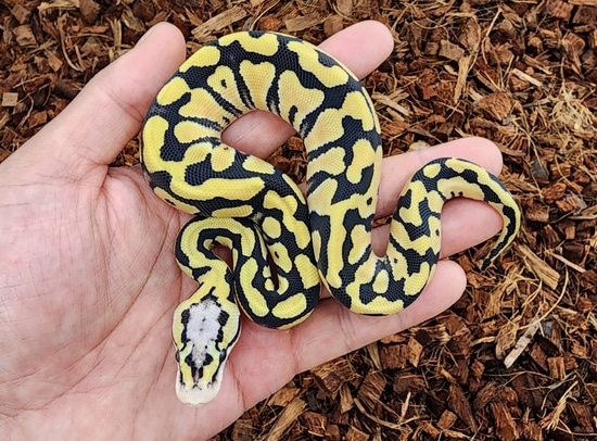Pastel Dg Cryptic Ball Python by Bobs Balls