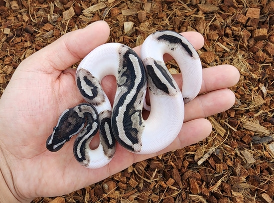 Vpi Axanthic Pied Ball Python by Bobs Balls