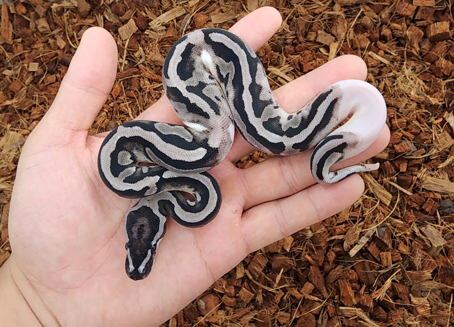 Vpi Axanthic Pied Ball Python by Bobs Balls - MorphMarket