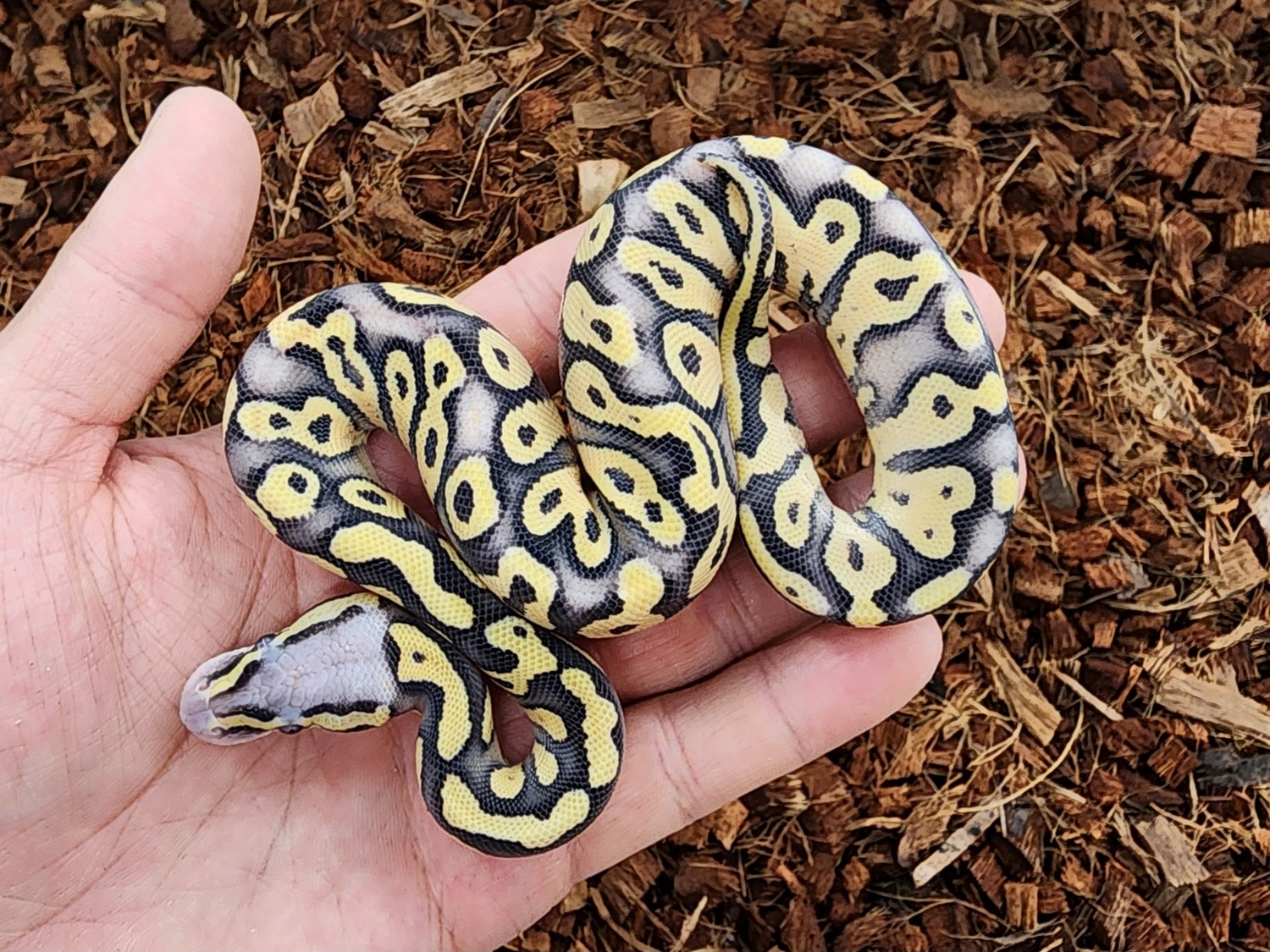 Super Pastel Chocolate Yb Dg Ball Python by Bobs Balls - MorphMarket