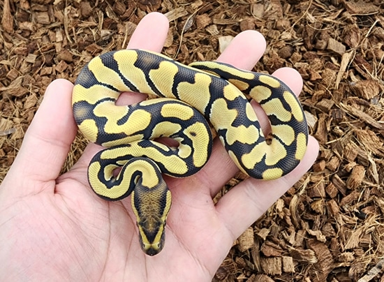 Enchi Dg Ball Python by Bobs Balls
