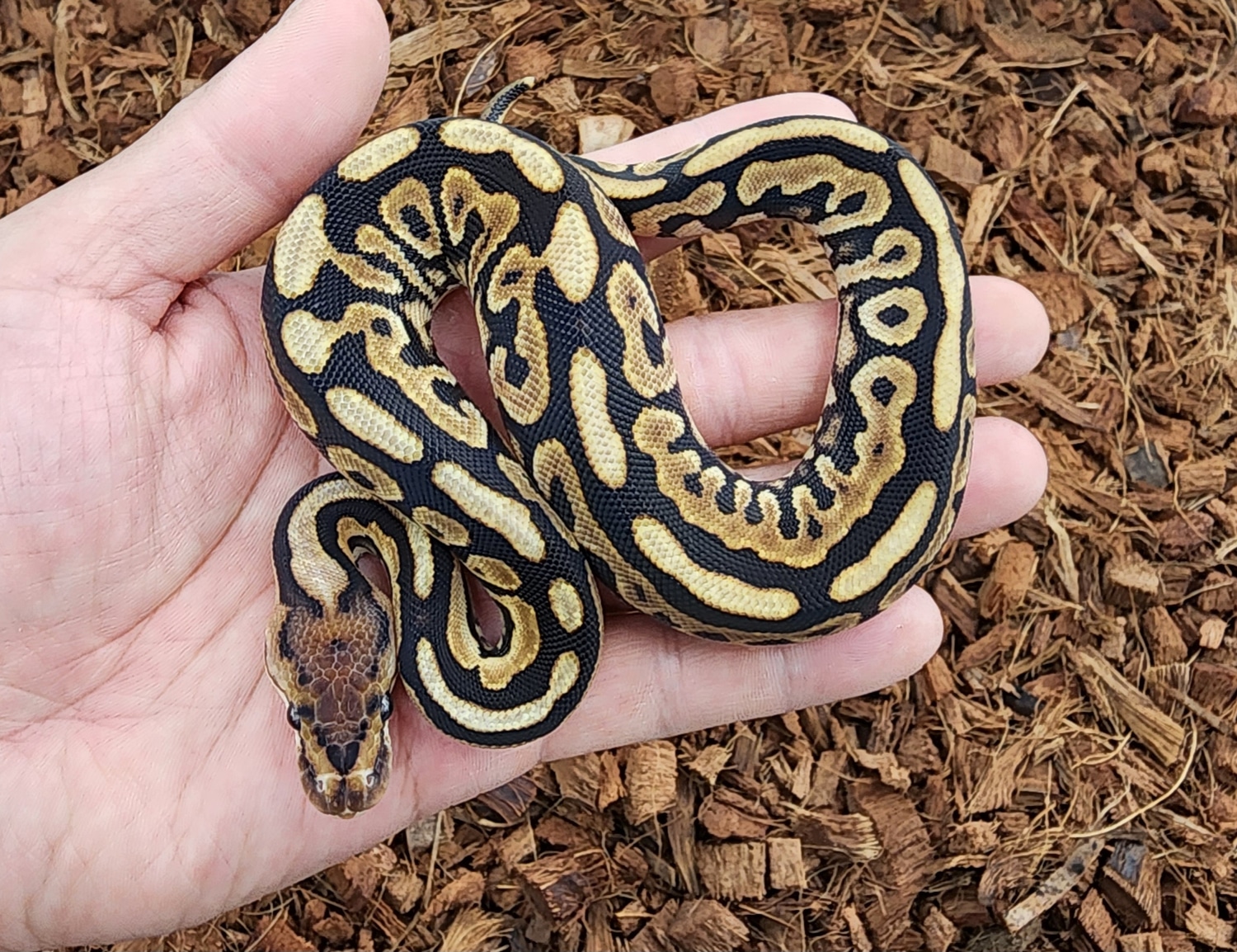 Black Pastel Spotnose Crypton Het Dg Ball Python by Bobs Balls ...