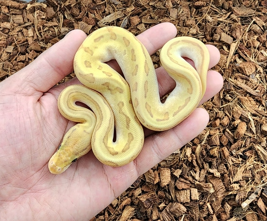 Super Od Lesser Fire Pin Ball Python by Bobs Balls