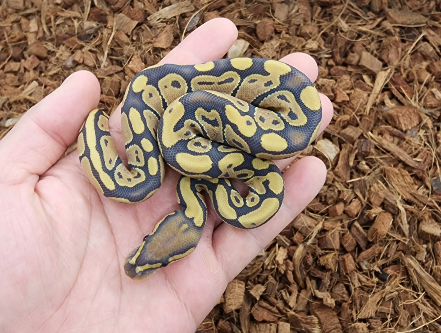 Hypo Het Dg Ball Python by Bobs Balls - MorphMarket