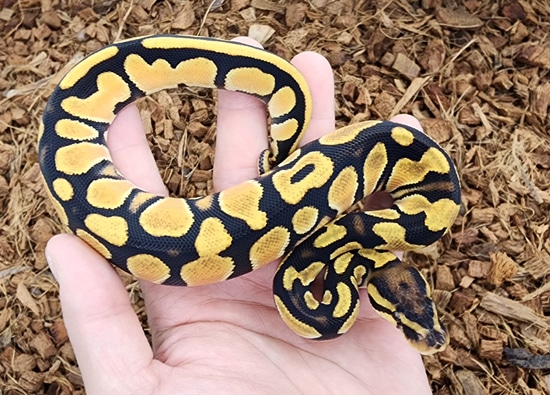 Super Od Yb Ball Python by Bobs Balls