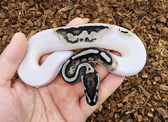Vpi Axanthic Pied Ball Python by Bobs Balls