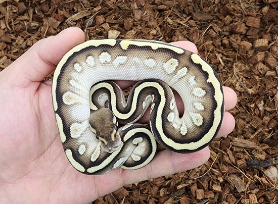 Lesser Cypress Calico Ball Python by Bobs Balls