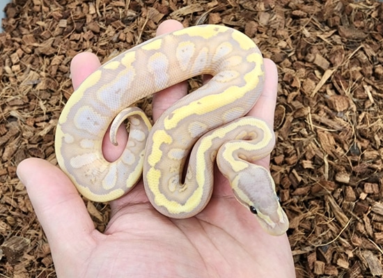 Pastel Banana Cypress Calico Ball Python by Bobs Balls