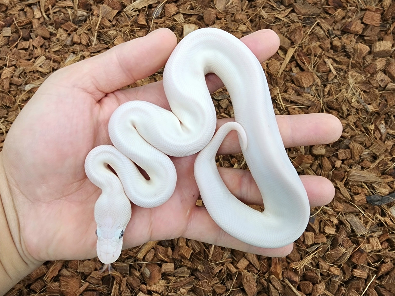 BEL Lesser Bamboo Ball Python by Bobs Balls - MorphMarket