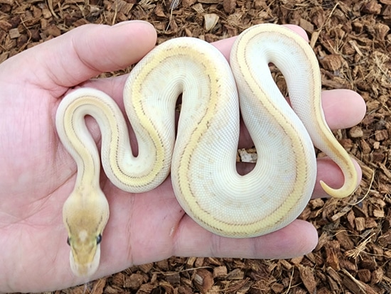 Super Od Bongo Lesser Fire Pin Ball Python by Bobs Balls