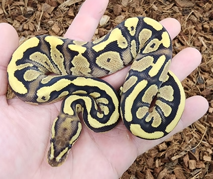Ghi Confusion Ball Python by Bobs Balls - MorphMarket