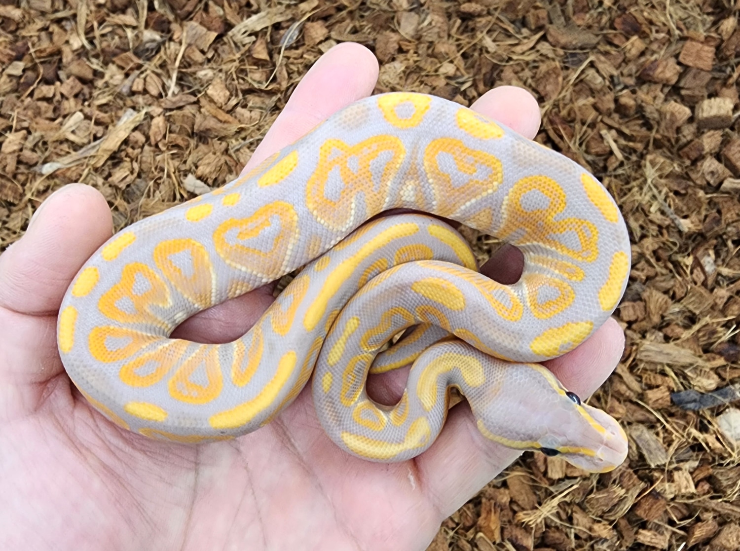 Black Pastel Banana Ball Python by Bobs Balls - MorphMarket