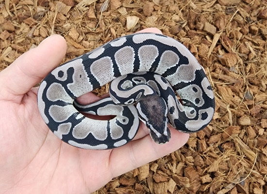 Vpi Axanthic Het Pied Ball Python by Bobs Balls